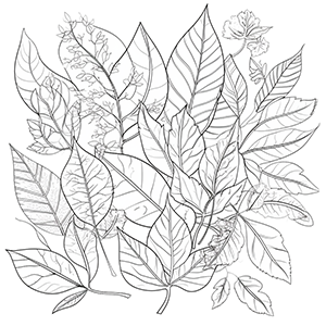 Autumn leaves Coloring Pages – Coloring corner