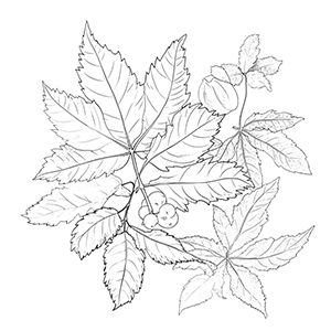 Autumn leaves Coloring Pages – Coloring corner