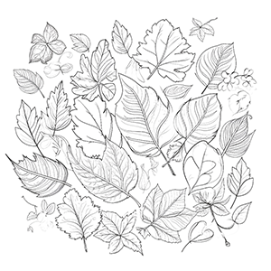 Autumn leaves Coloring Pages – Coloring corner