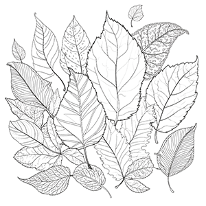 Autumn leaves Coloring Pages – Coloring corner