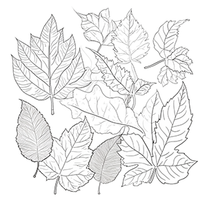 Autumn leaves Coloring Pages – Coloring corner