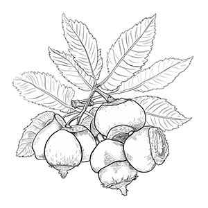 Free Chestnut Coloring Pages – Coloring corner