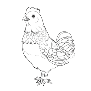 Chicken Coloring Pages – Coloring corner