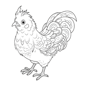 Chicken Coloring Pages – Coloring corner