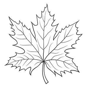 Free Maple leaf coloring pages – Coloring corner