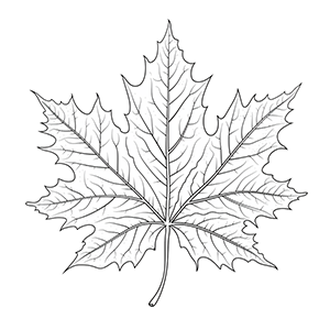 Free Maple leaf coloring pages – Coloring corner
