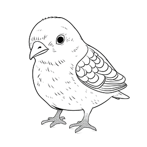 Pigeon Coloring Pages – Coloring corner