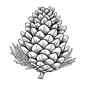 Free Pinecone Coloring Pages – Coloring corner