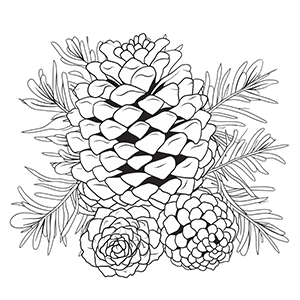 Free Pinecone Coloring Pages – Coloring corner