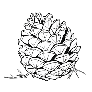 Free Pinecone Coloring Pages – Coloring corner