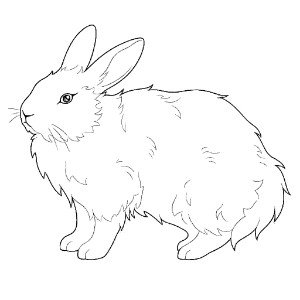 Arctic Hare coloring pages – Coloring corner