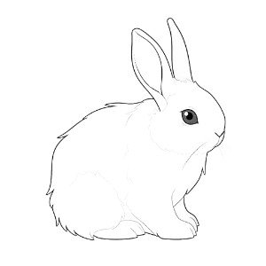 Arctic Hare coloring pages – Coloring corner