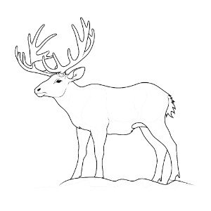 Caribou coloring pages – Coloring corner
