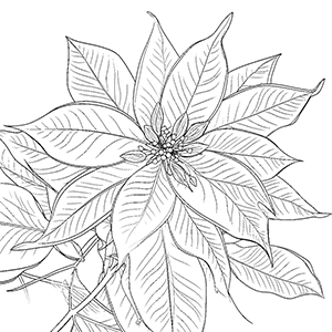 Poinsettia coloring pages – Coloring corner